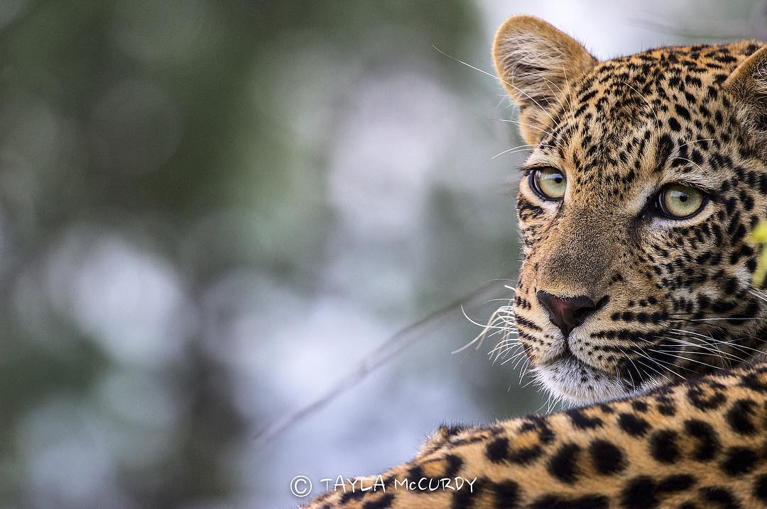 Tayla McCurdy- African Safari! - Escape The Zoo Podcast